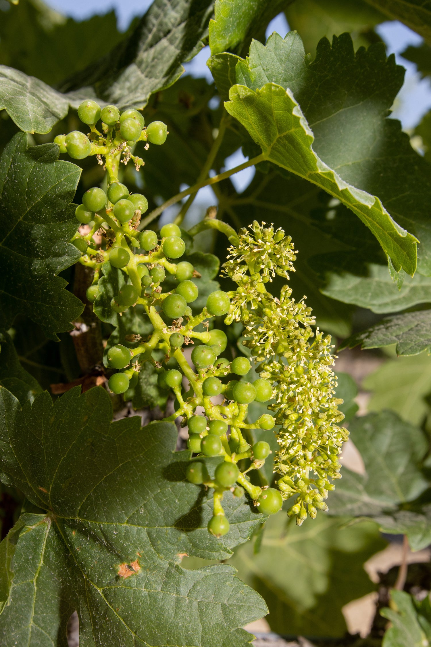 ¿Qué es el Ciclo de la Vid? – RG|MX